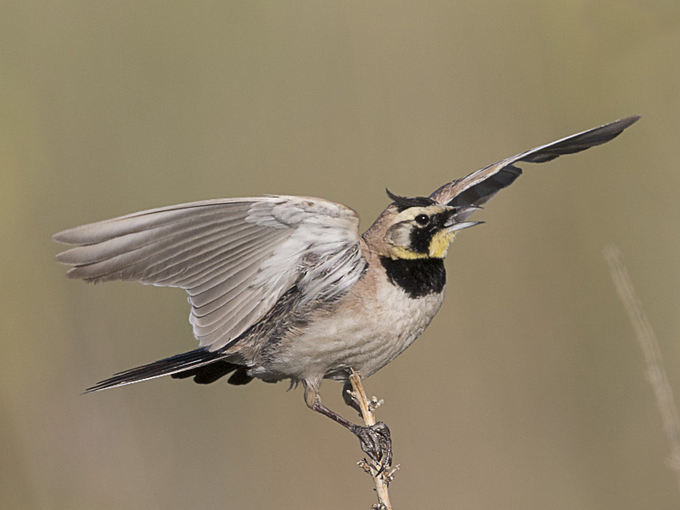 What is Flight? – ALAUDARK